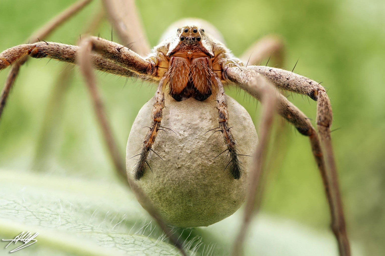 Bones & Spiders Makro Diffusor – Makrofotografie Workshops mitten in ...